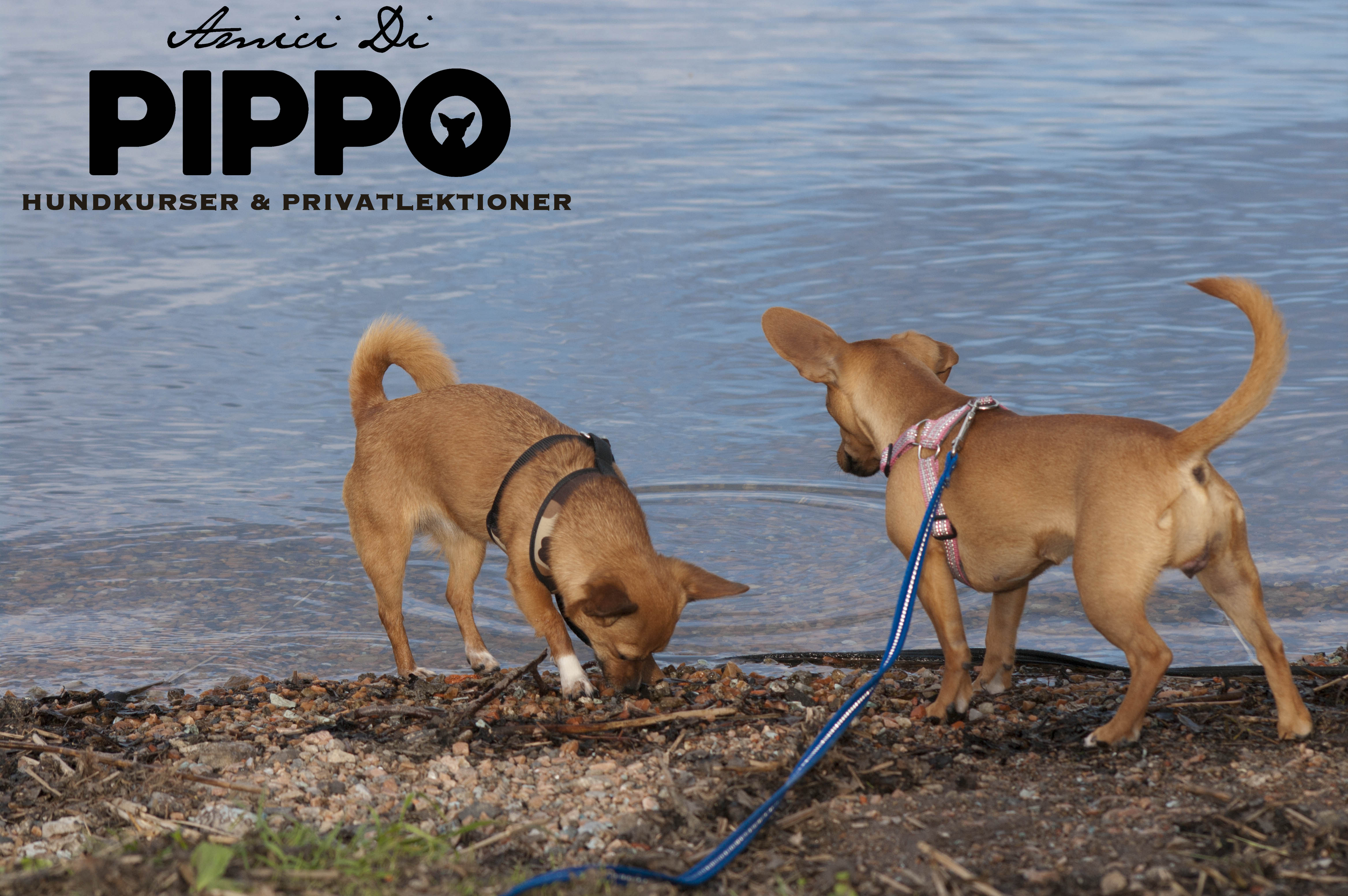 på strandkanten med logo - Amici Di Pippo